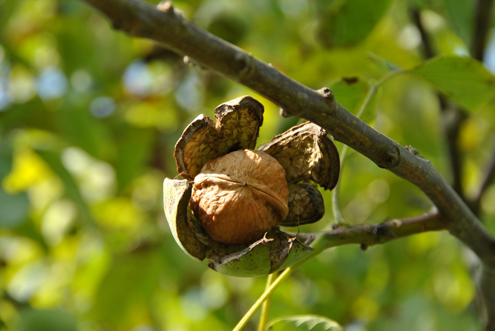 Juglans regia | Common walnut - Van den Berk Planteskoler
