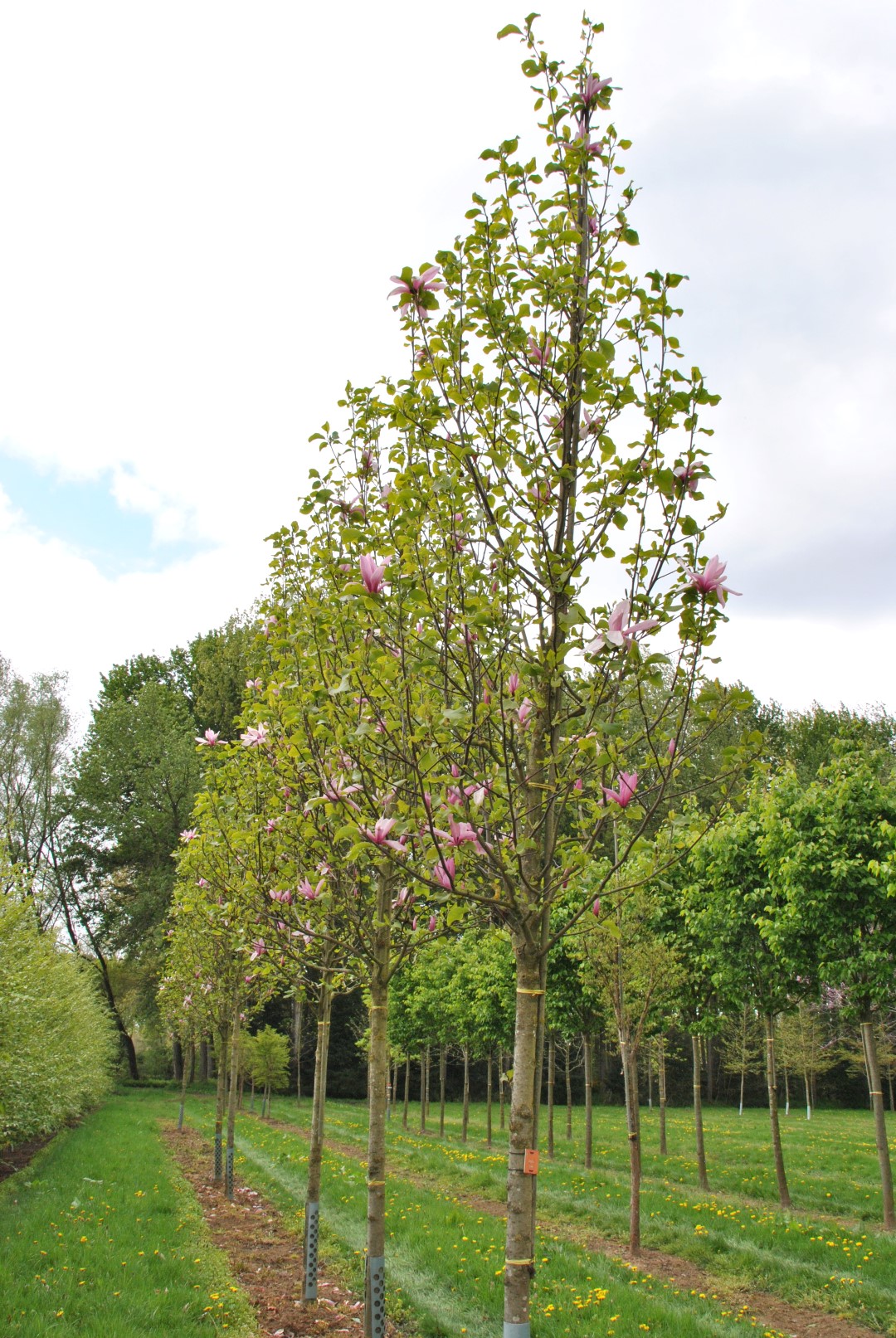 Magnolia 'Susan' | Magnolia 'Susan' - Van den Berk Planteskoler