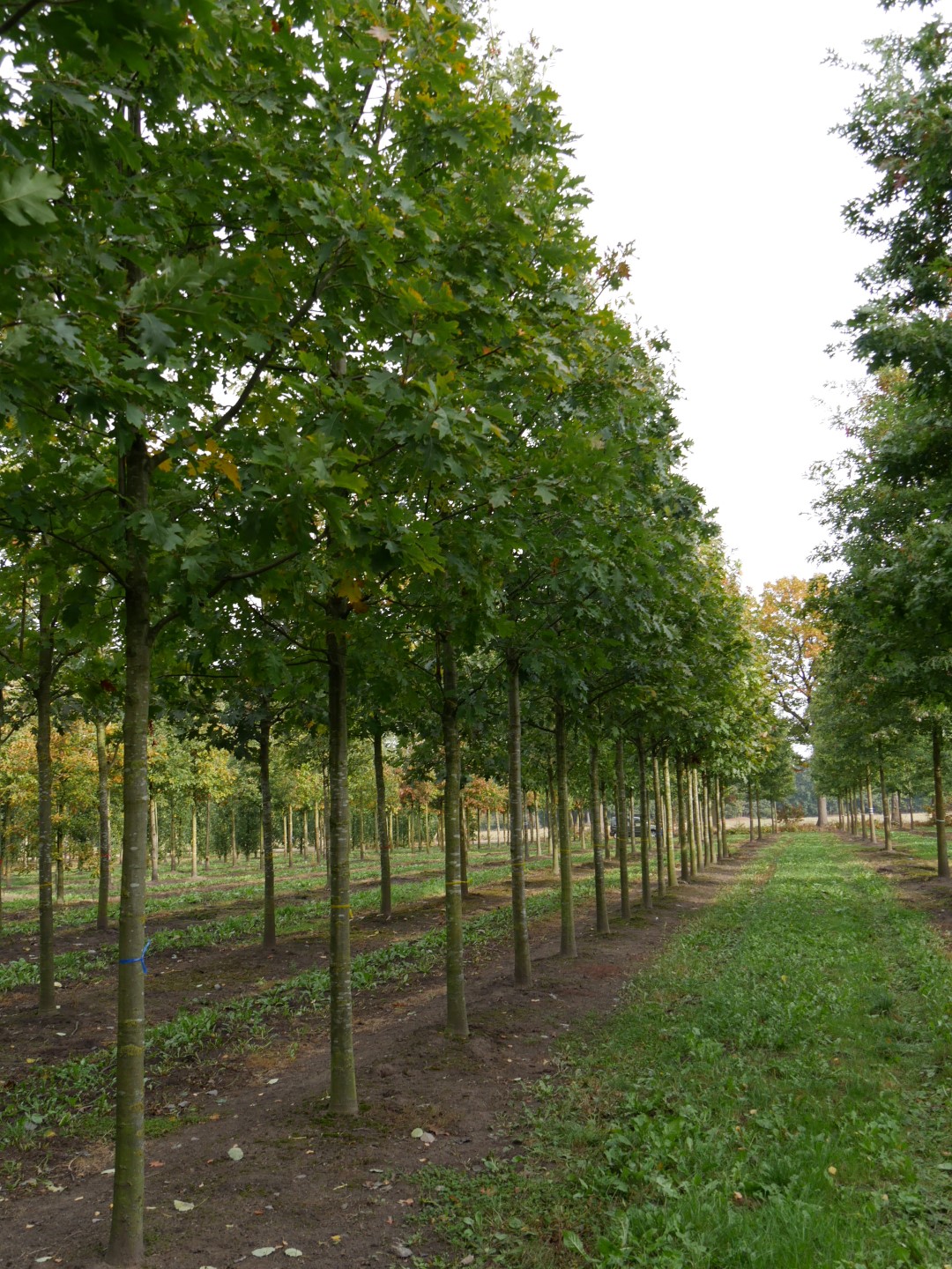Quercus rubra | Red oak, Nothern Red oak - Van den Berk Planteskoler