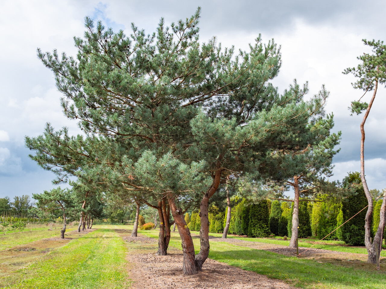 Pinus sylvestris | Scotch pine, Scots pine - Van den Berk Planteskoler