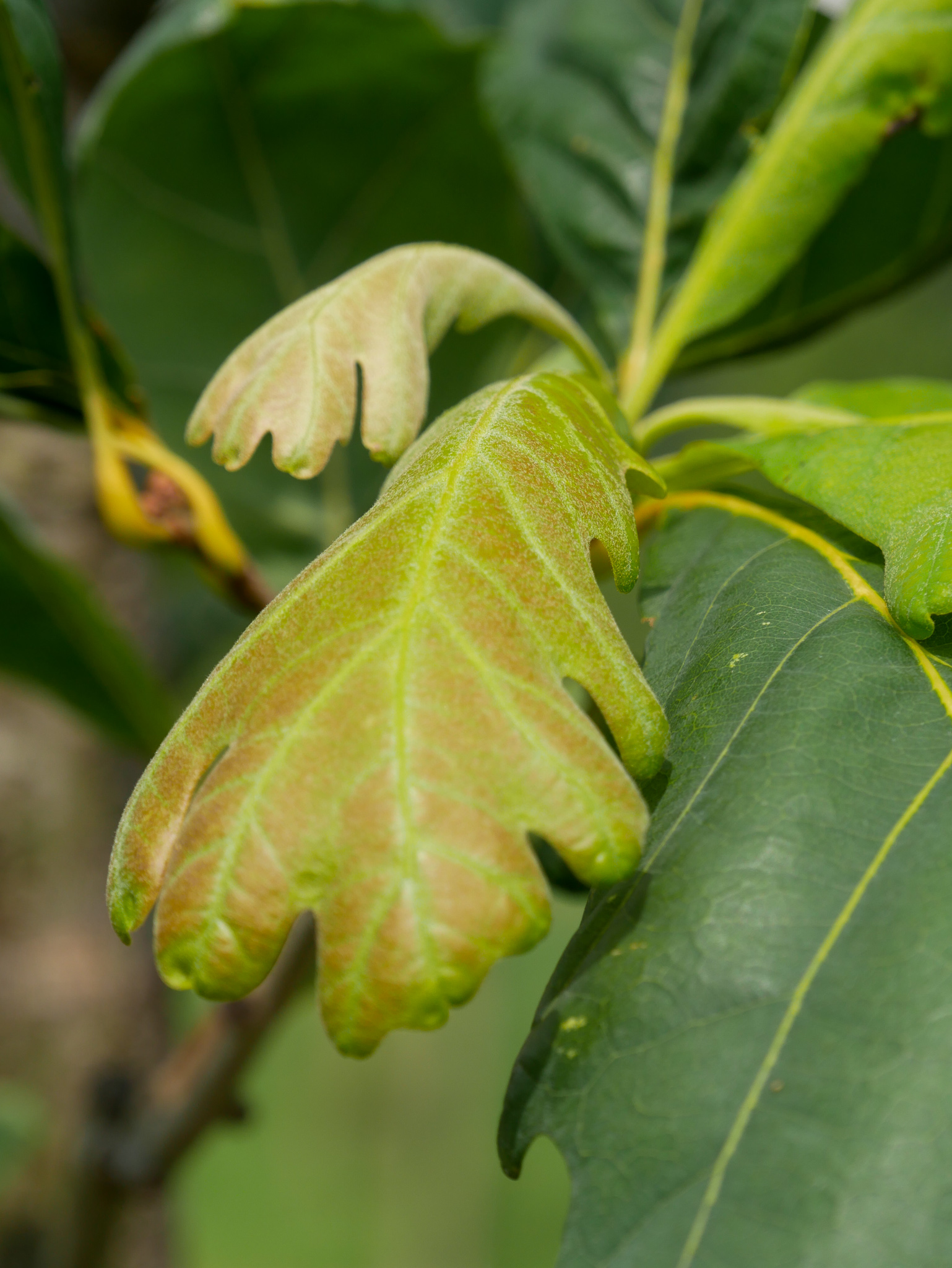 Quercus alba 'Clara' | Quercus alba 'Clara' - Van den Berk Planteskoler