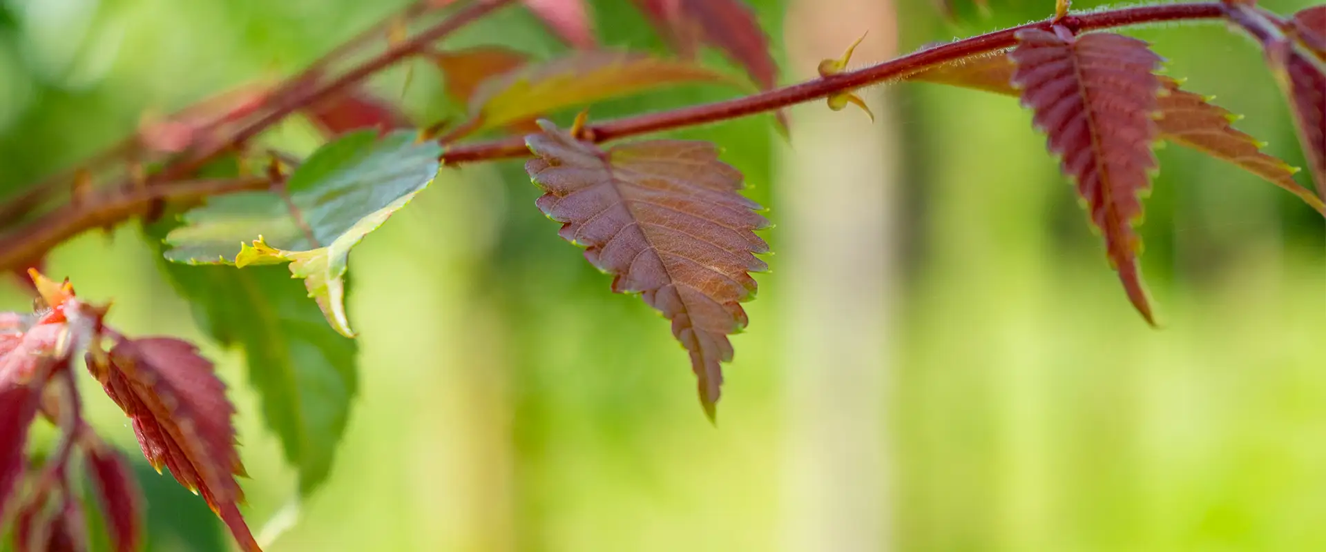 Zelkova serrata 'Urban Ruby' | Zelkova serrata 'Urban Ruby' - Van den ...