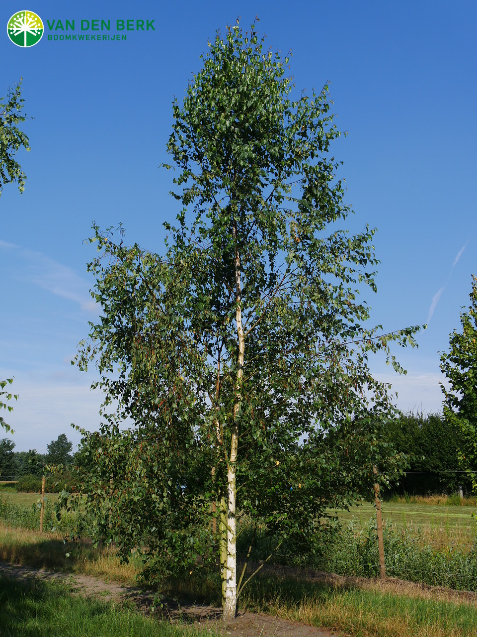 Betula pendula | Common silver birch, European birch - Van den Berk ...