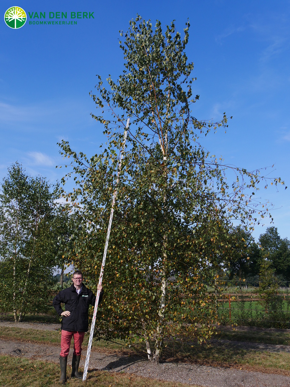 Betula pendula | Common silver birch, European birch - Van den Berk ...