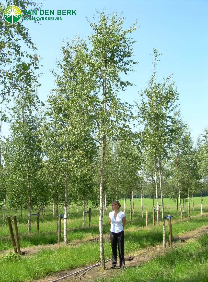 Betula pubescens | Common white birch - Van den Berk Planteskoler