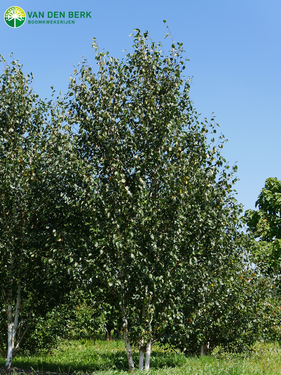 Betula utilis var. jacquemontii | White-barked Himalayan birch - Van ...