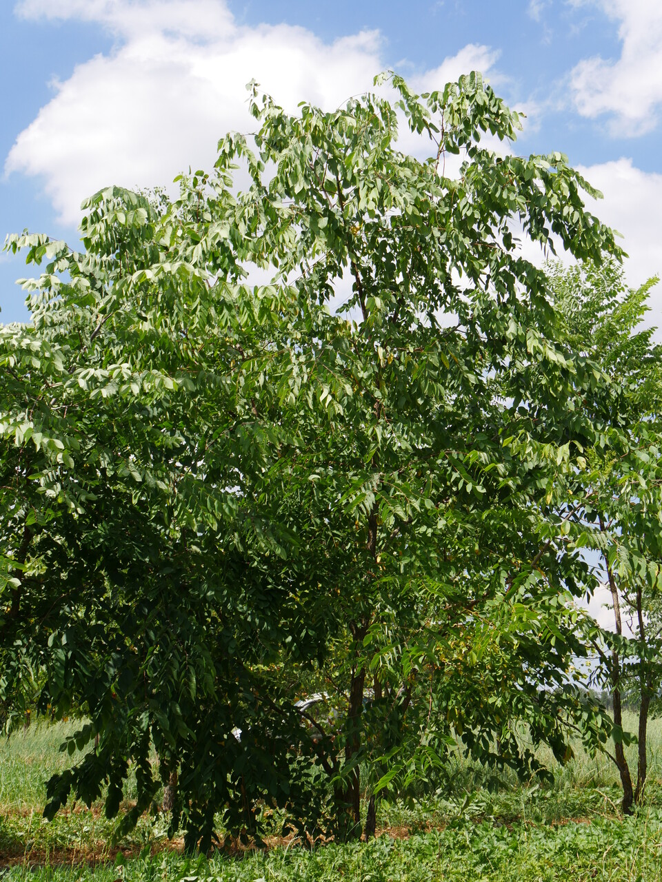 Gymnocladus dioica | Kentucky coffee tree - Van den Berk Planteskoler