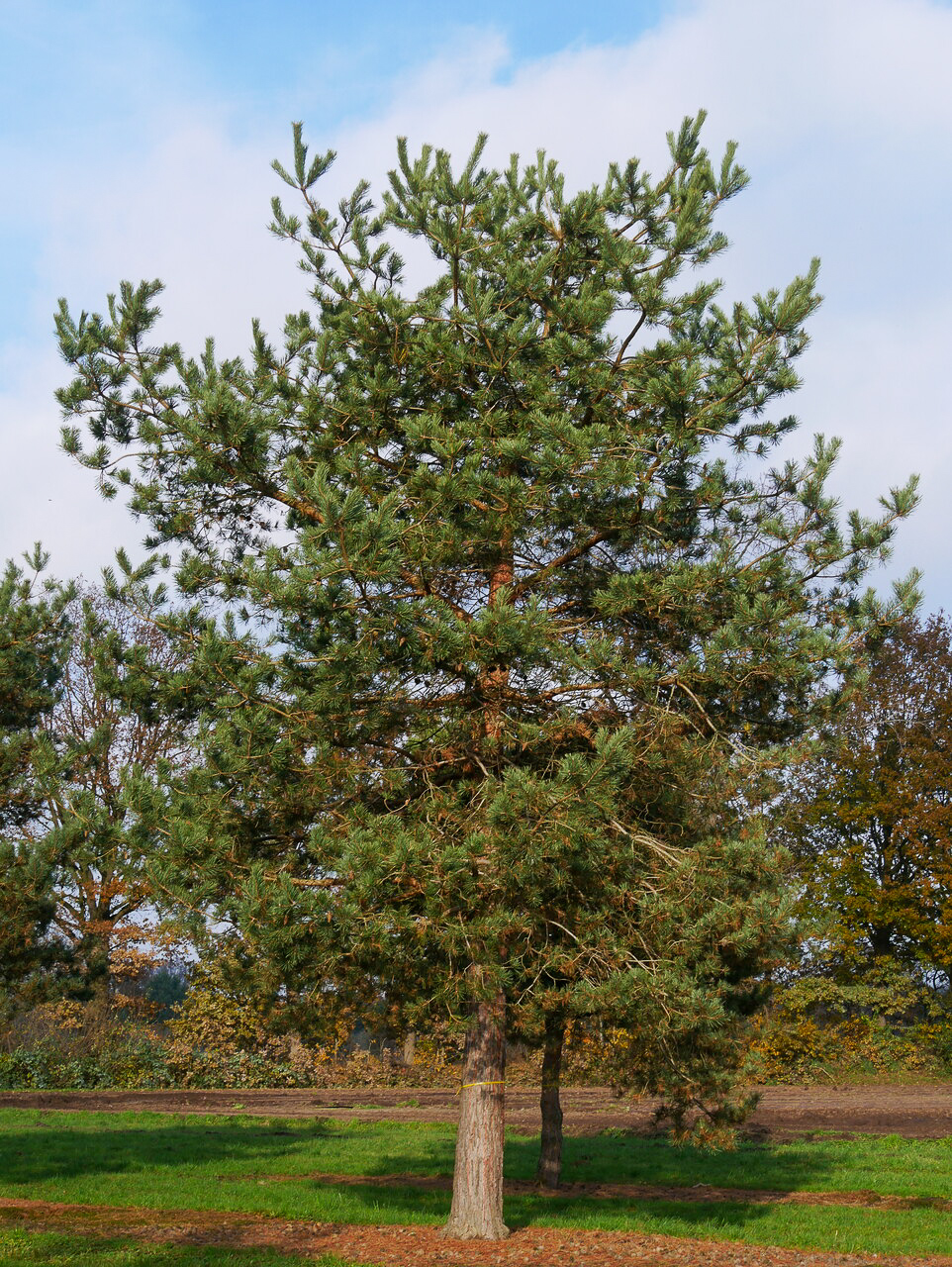 Pinus sylvestris | Scotch pine, Scots pine - Van den Berk Planteskoler