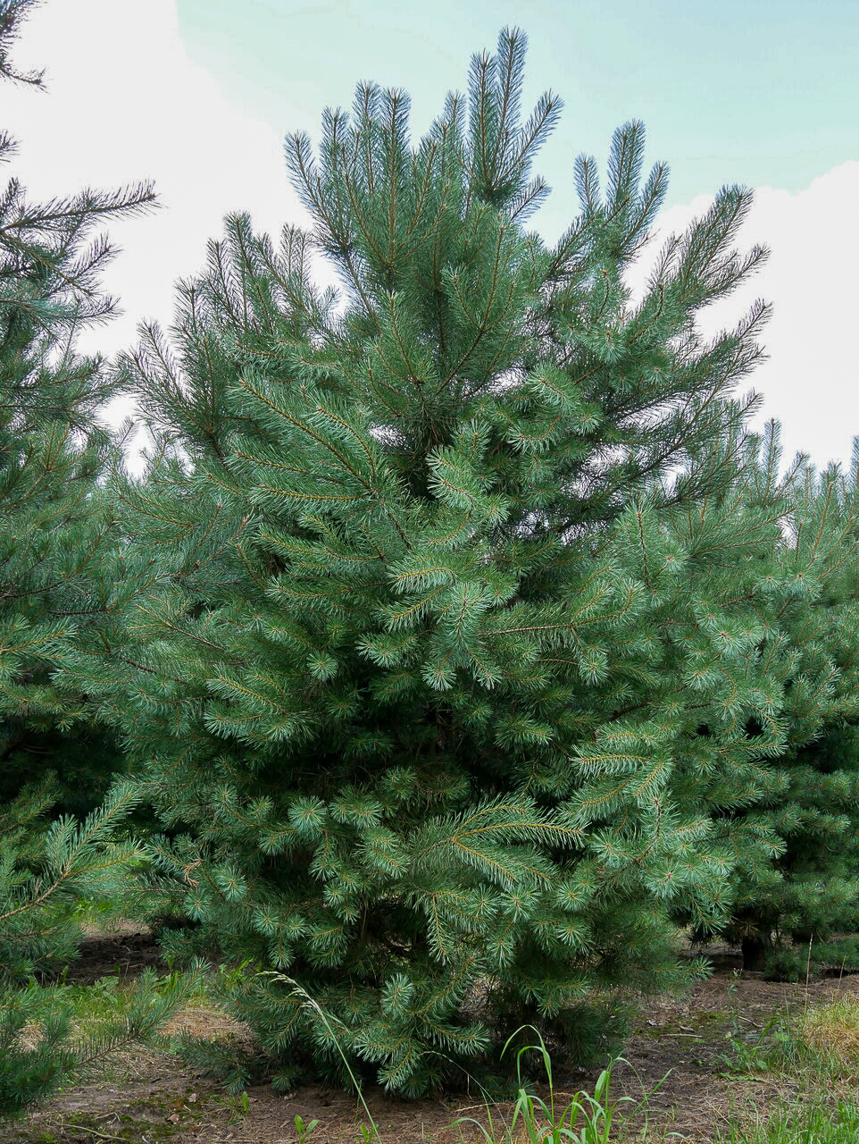 Pinus sylvestris | Scotch pine, Scots pine - Van den Berk Planteskoler