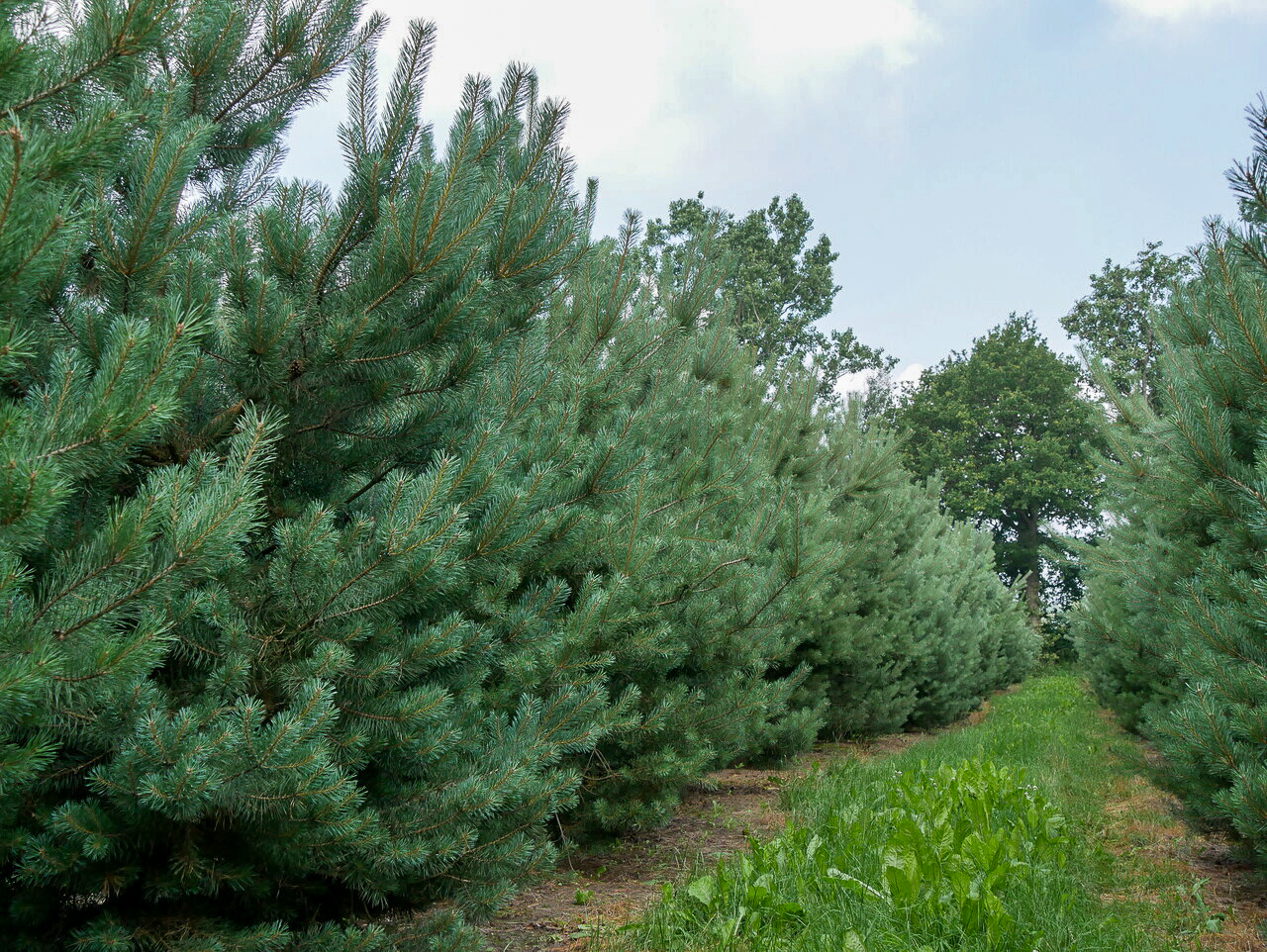Pinus sylvestris | Scotch pine, Scots pine - Van den Berk Planteskoler