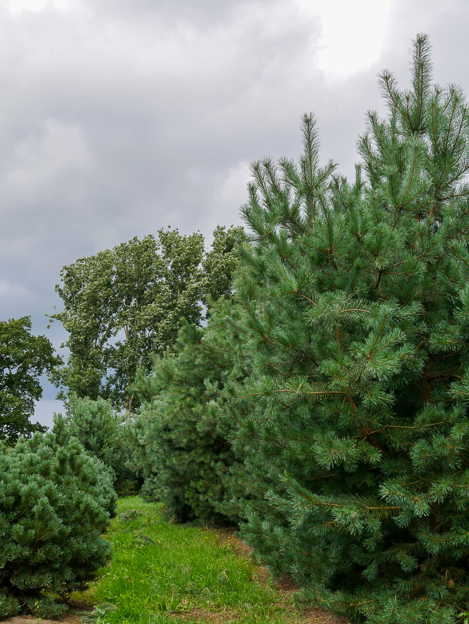 Pinus sylvestris | Scotch pine, Scots pine - Van den Berk Planteskoler