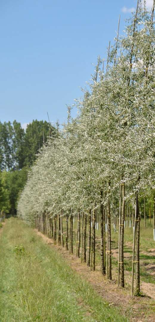 Pyrus salicifolia 'Pendula' | Pyrus salicifolia 'Pendula' - Van den ...