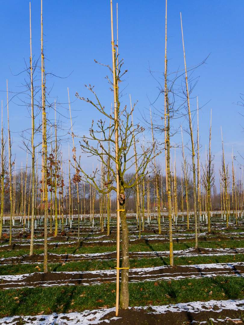 Quercus pontica | Armenian oak, Pontine oak - Van den Berk Planteskoler