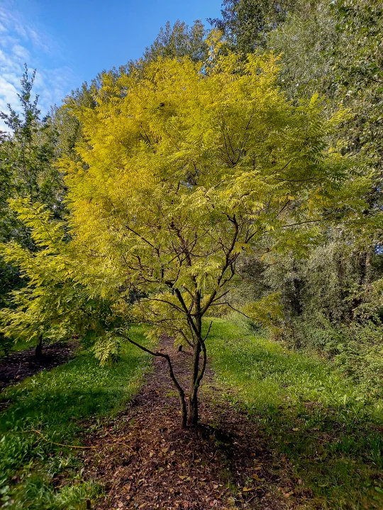 Styphnolobium japonicum 'Golden Standard' | Styphnolobium japonicum ...