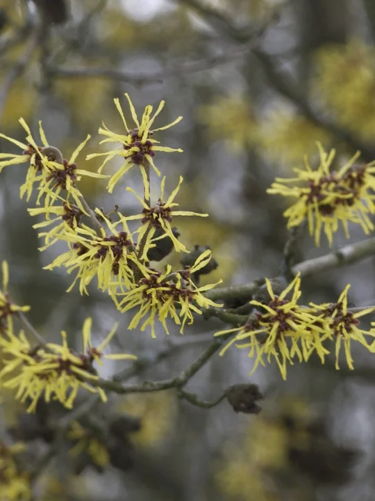 Hamamelis ×intermedia | Hamamelis ×intermedia - Van den Berk Planteskoler