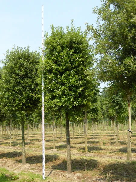 Stedsegrønne træer og buske