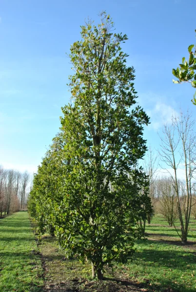 Stedsegrønne træer og buske